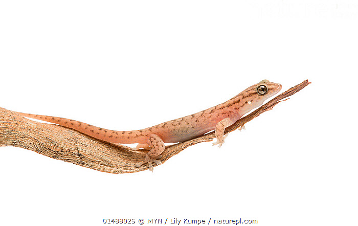 Stock photo of Tree Dtella Gecko (Gehyra variegata) Plutonic Gold Mine ...