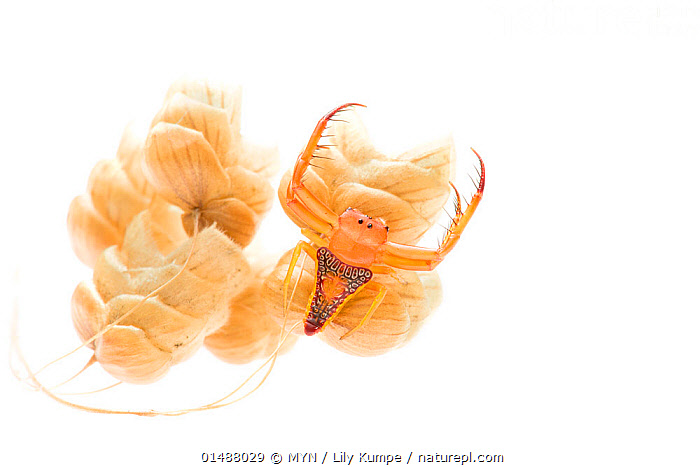 Stock photo of Triangular Spider (Arkys lancearius) Denmark Shire ...