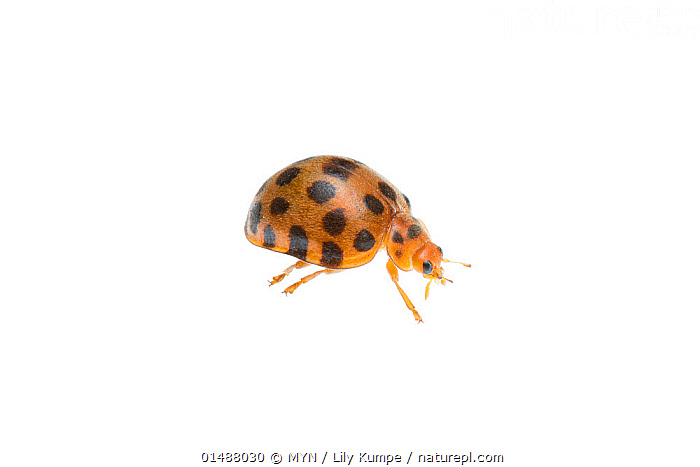 Stock photo of Twenty Eight Spot Ladybird (Henosepilachna ...