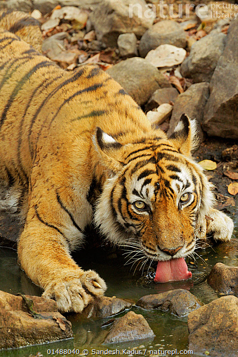 Stock photo of Female Bengal tiger (Panthera tigris tigris) 'Machali ...