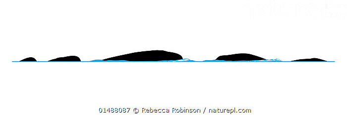 Stock photo of Illustration of the dive sequence of a finless porpoise ...