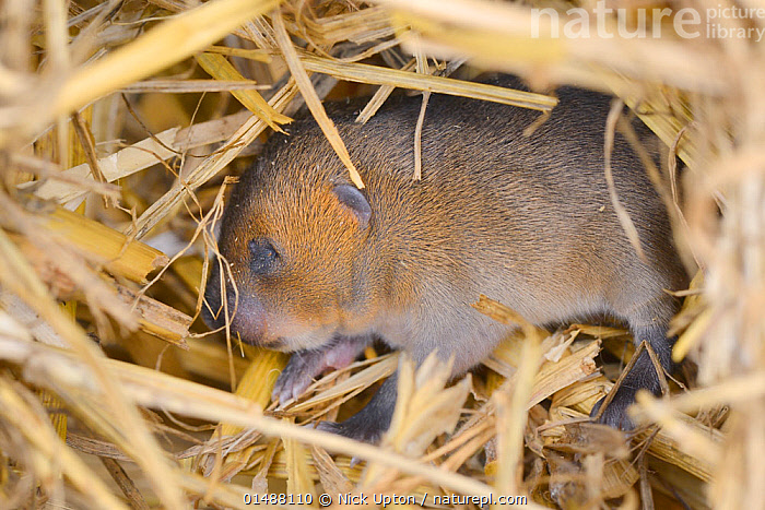 Stock photo of Baby Water vole (Arvicola amphibius) with its eyes still ...