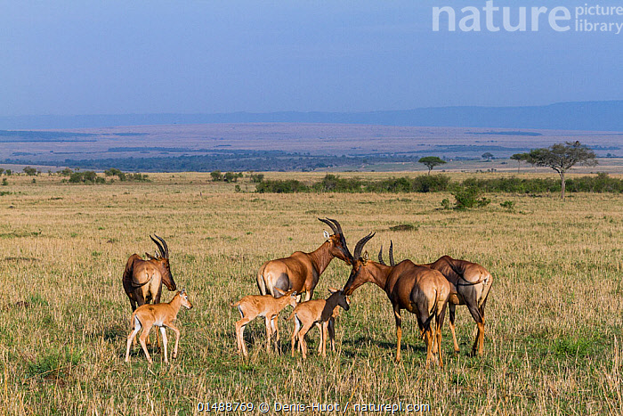 Stock photo of Group of female Topi (Damaliscus korrigum / Damaliscus ...