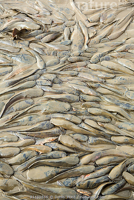 Stock photo of Catfish in drying muddy pool at the end of the dry ...
