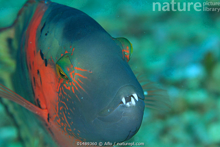 Stock photo of Wrasse (Labridae) with sharp teeth, Ishigaki-Jima Island ...
