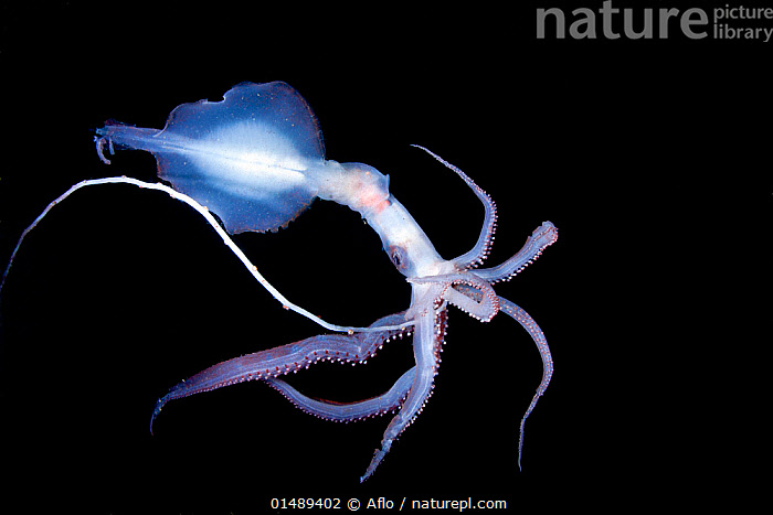 Stock photo of Deep sea squid (Chiroteuthis imperator) dead specimen ...