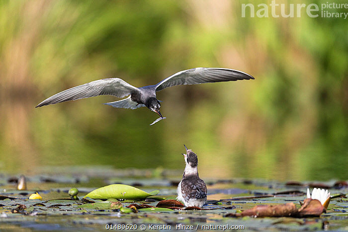 Stock photo of Black tern (Chlidonias niger) feeding young at the nest ...