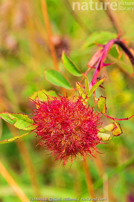 Stock photo of Robin's Pincushion gall on Dog Rose, caused by gall wasp ...