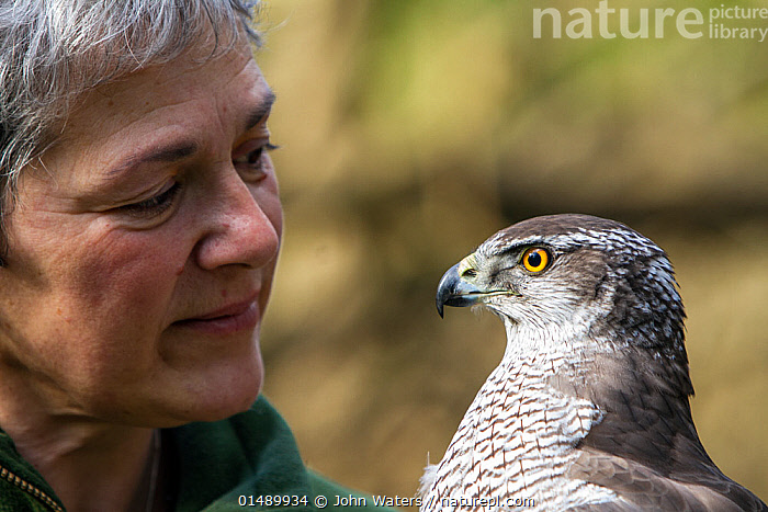 Stock photo of Professional bird handler and trainer Rose Buck holding ...