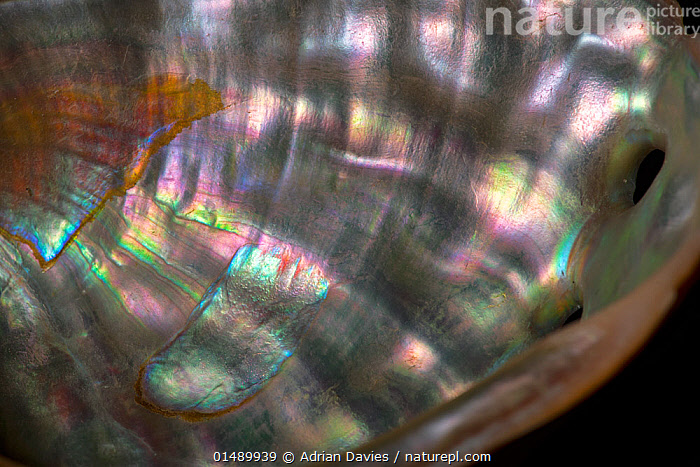 Stock photo of Mother of Pearl, inside of Ormer shell (Haliotis ...