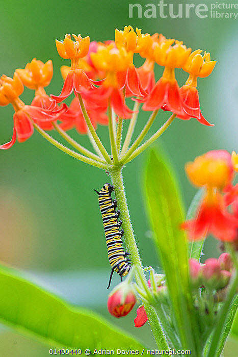 Stock photo of Monarch butterfly (Danaus plexippus) caterpillar on ...