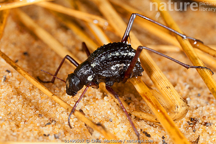 Stock photo of Namib Desert beetle (Stenocara gracilipes) a dew ...