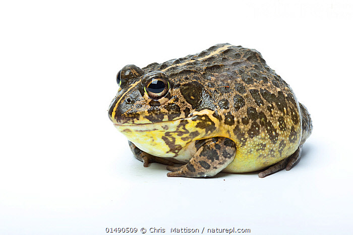Stock photo of South African Dwarf Bullfrog (Pyxicephalus edulis) on ...