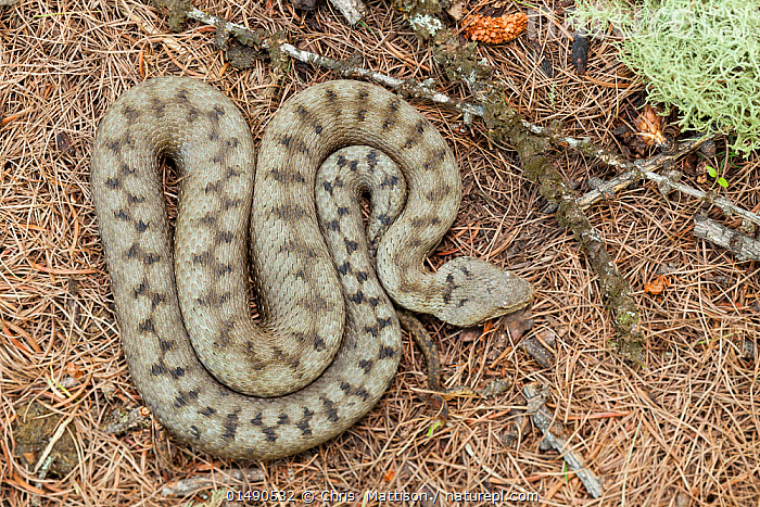 Stock photo of Asp viper (Vipera aspis) Valsavarenche, Italian Alps ...