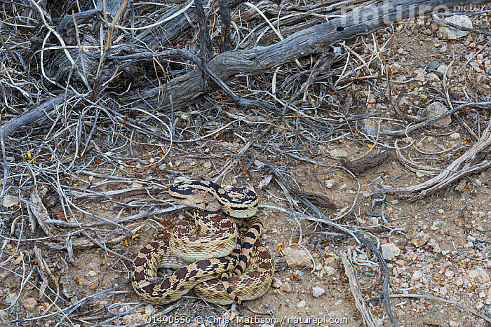 Stock photo of Great Basin Gopher Snake (Pituophis catenifer ...