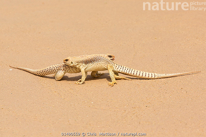 Desert Iguana Size