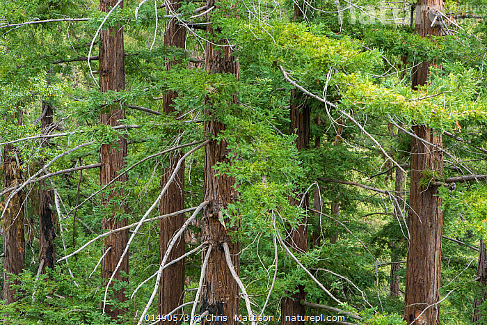 Stock photo of Coastal Redwood trees (Sequoia sempervirens) at Pfeiffer ...
