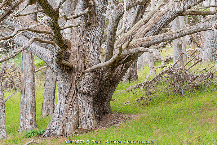 Stock photo of Monterey Cypress tree (Cupressus macrocarpa) Point Lobos ...