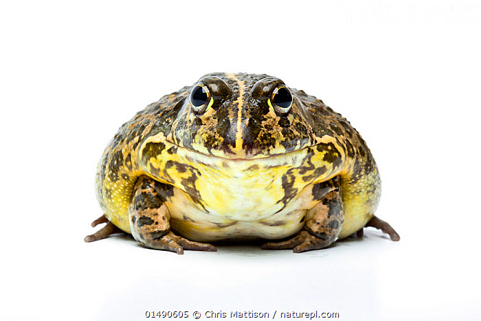 Stock photo of South African Dwarf Bullfrog (Pyxicephalus edulis ...