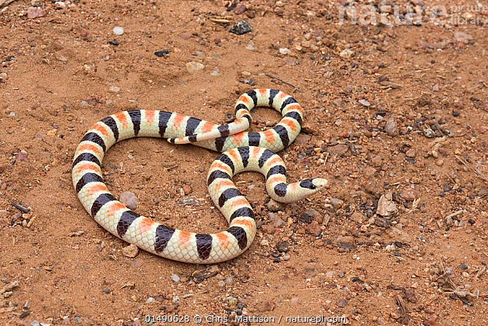 Stock photo of Colorado Shovel-nosed Snake (Chionactis occipitalis ...