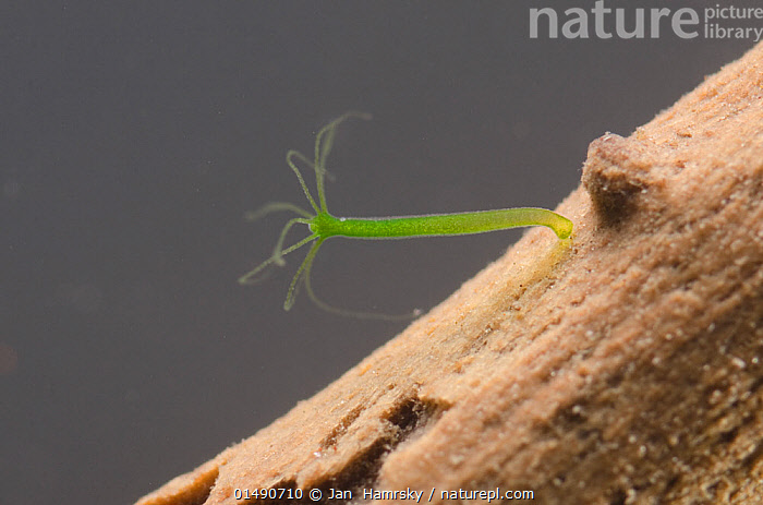 Stock photo of Freshwater hydra (Hydra viridis) attached to submerged ...