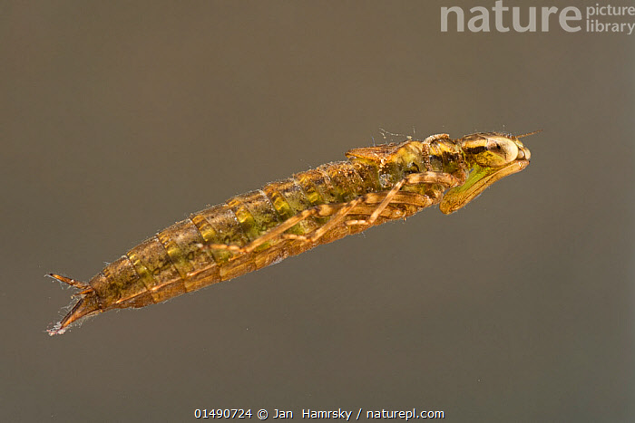 Stock photo of Darner dragonfly (Aeshnidae) nymph swimming by pumping ...