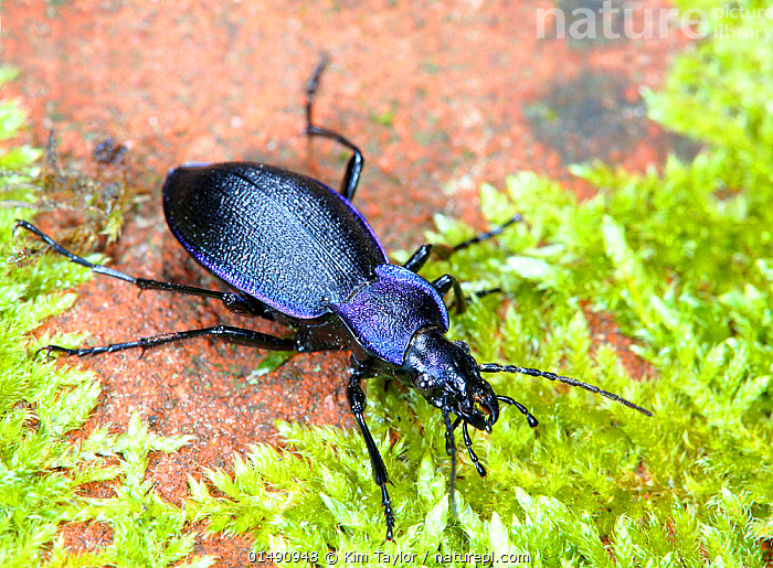 Stock photo of Violet ground beetle (Carabus violaceus) Surrey, England ...