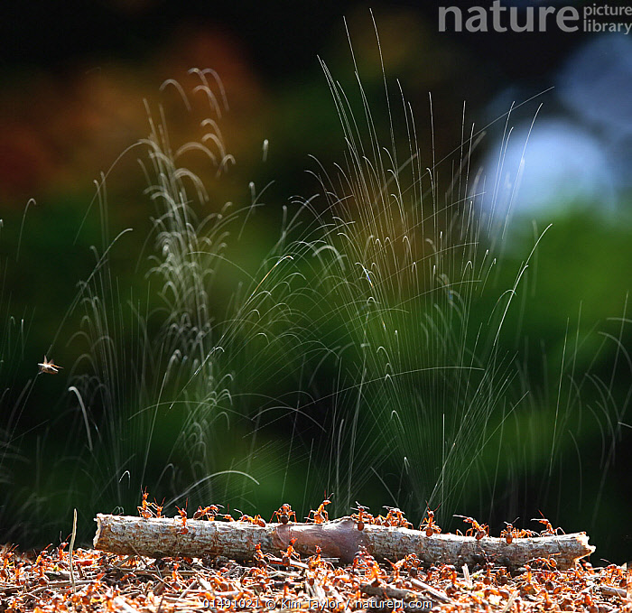 Stock photo of Wood ants (Formica rufa) jetting formic acid to protect ...