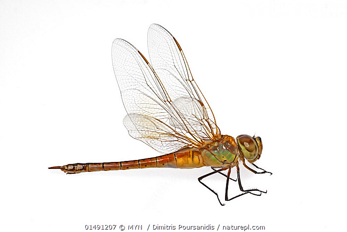 Stock photo of Vagrant emperor dragonfly (Anax ephippiger) Greece ...