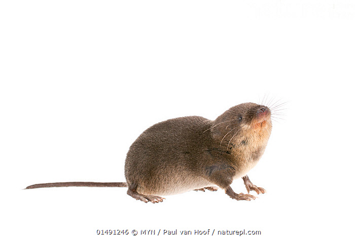 Water Shrew ADW: Chimarrogale Himalayica: INFORMATION