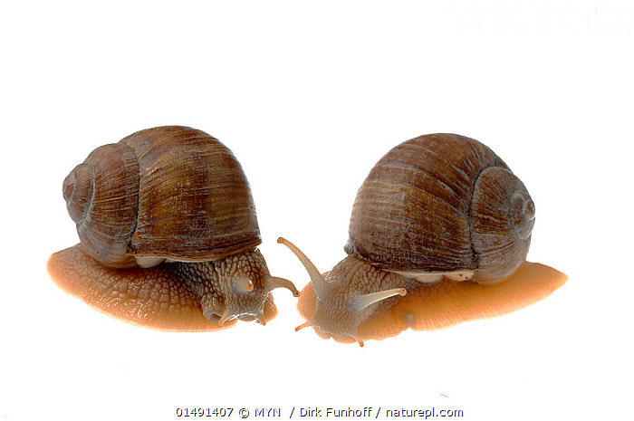 Stock photo of Burgundy snail (Helix pomatia) comparison of left and ...