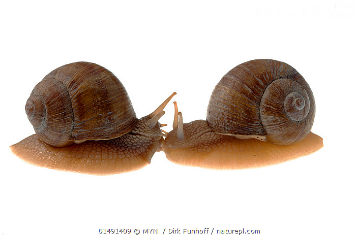 Stock photo of Burgundy snail (Helix pomatia) comparison of left and ...