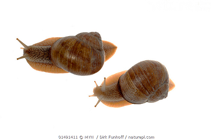 Stock photo of Burgundy snail (Helix pomatia) comparison of left and ...