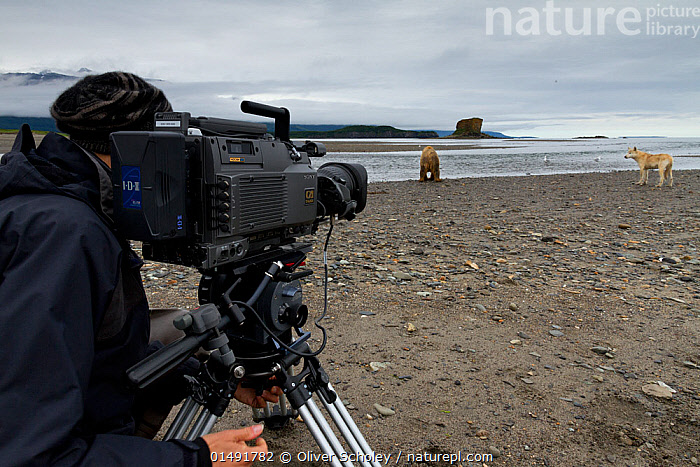 Stock photo of Cameraman filming Grizzly bear (Ursus arctos horribilis ...
