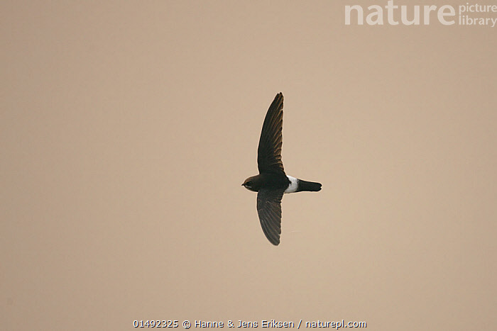 Stock photo of House swift (Apus nipalensis) in flight, Thailand ...