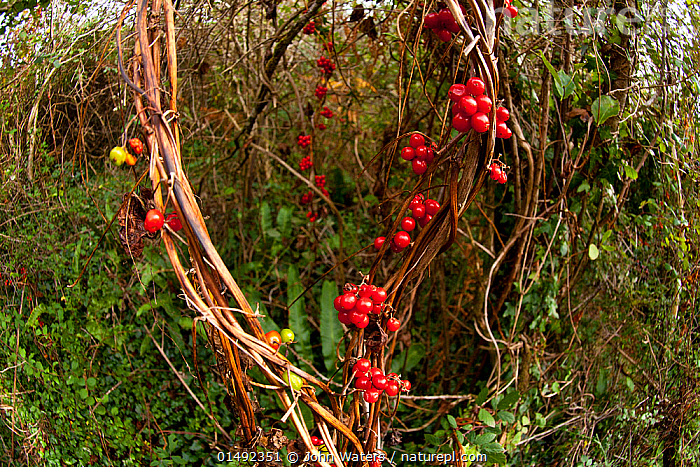 Stock photo of Black Bryony (Tamus communis), with berries, Oxwich Bay ...