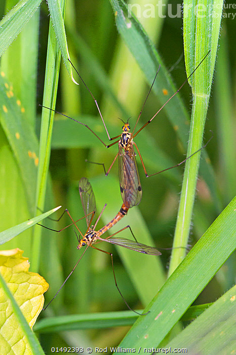 Stock photo of Spotted Crane-flies (Nephrotoma appendiculata) mating ...