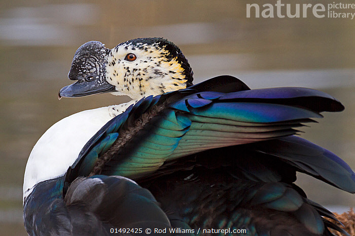 Stock photo of Male South American Comb Duck (Sarkidiornis melanotos ...