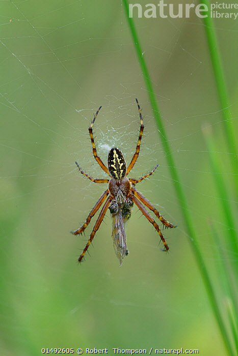 Stock photo of Oak Spider (Aculepeira ceropegia) feeding on prey, Isola ...