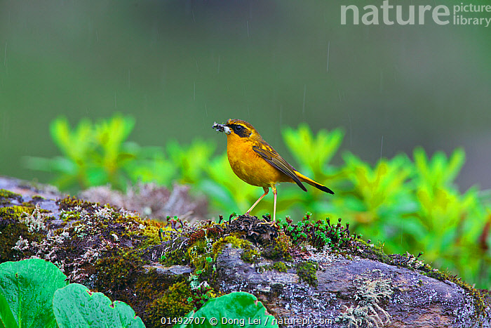 Stock photo of Golden bush-robin (Tarsiger chrysaeus) with insect prey ...