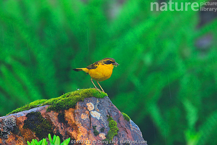 Stock photo of Golden bush-robin (Tarsiger chrysaeus) with insect prey ...