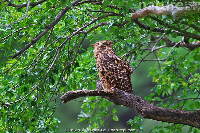 Stock photo of Tawny fish owl (Ketupa flavipes) Jiuzhaigou National ...