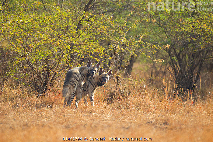 Stock photo of Striped hyena (Hyaena hyaena) pair mating. Blackbuck ...