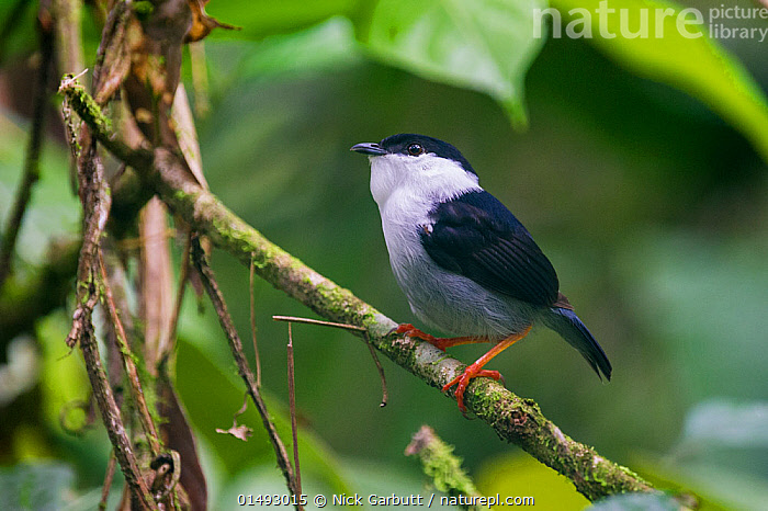 Stock photo of White-bearded Manakin (Manacus manacus interior) in ...