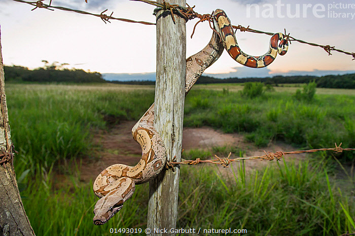 Stock photo of Juvenile Colombian Red-tailed Boa Constrictor (Boa ...