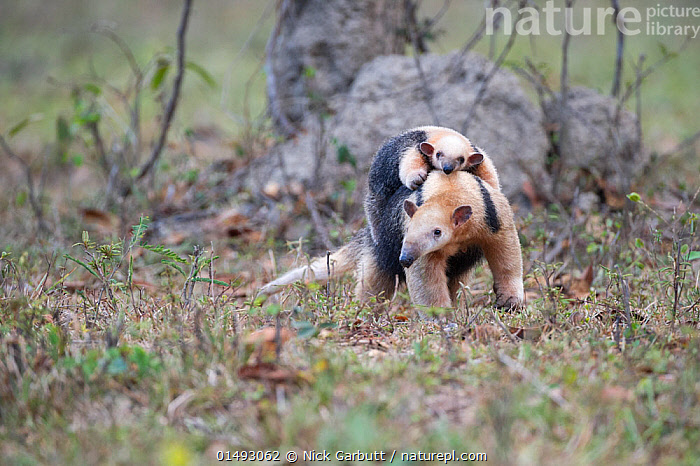 Tamandua