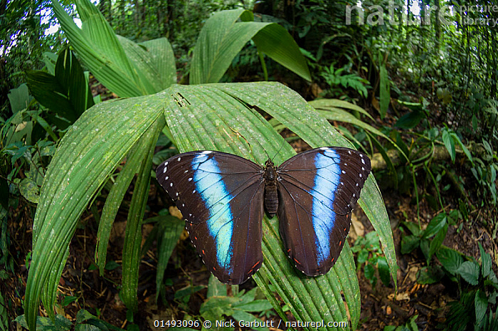 Stock photo of Blue Morpho Butterfly (Morpho sp) on leaf, Amazonia ...