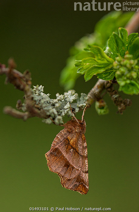 Stock photo of Early thorn moth (Selenia dentaria) at rest on hawthorn ...
