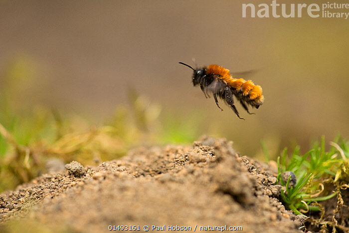 Stock photo of Tawny miner bee (Andrena fulva) female at nest in earth ...