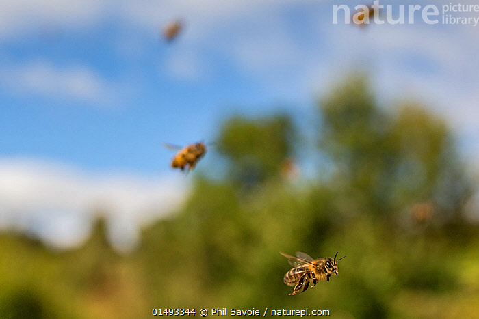 Stock photo of European honey bees (Apis mellifera) in flight ...